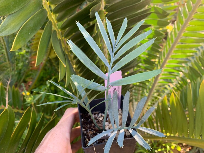 Encephalartos lehmannii in bandpot with 3 leaves RARE BLUE | Etsy