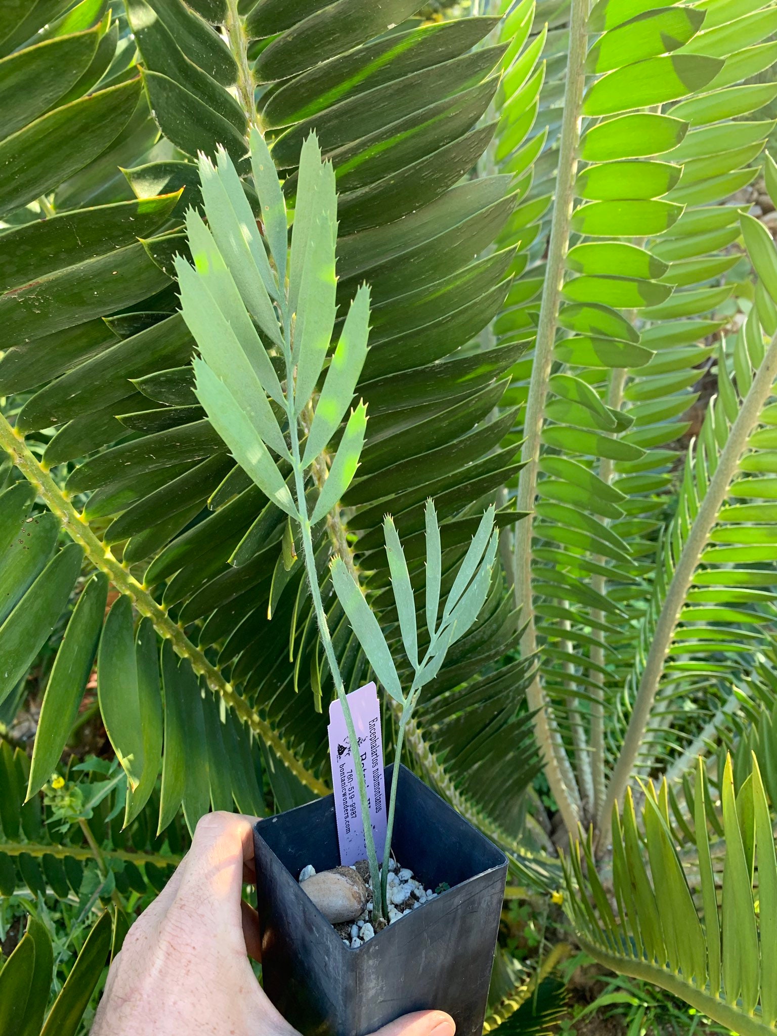 Encephalartos nubimontanus in bandpot with 2 leaves | Etsy