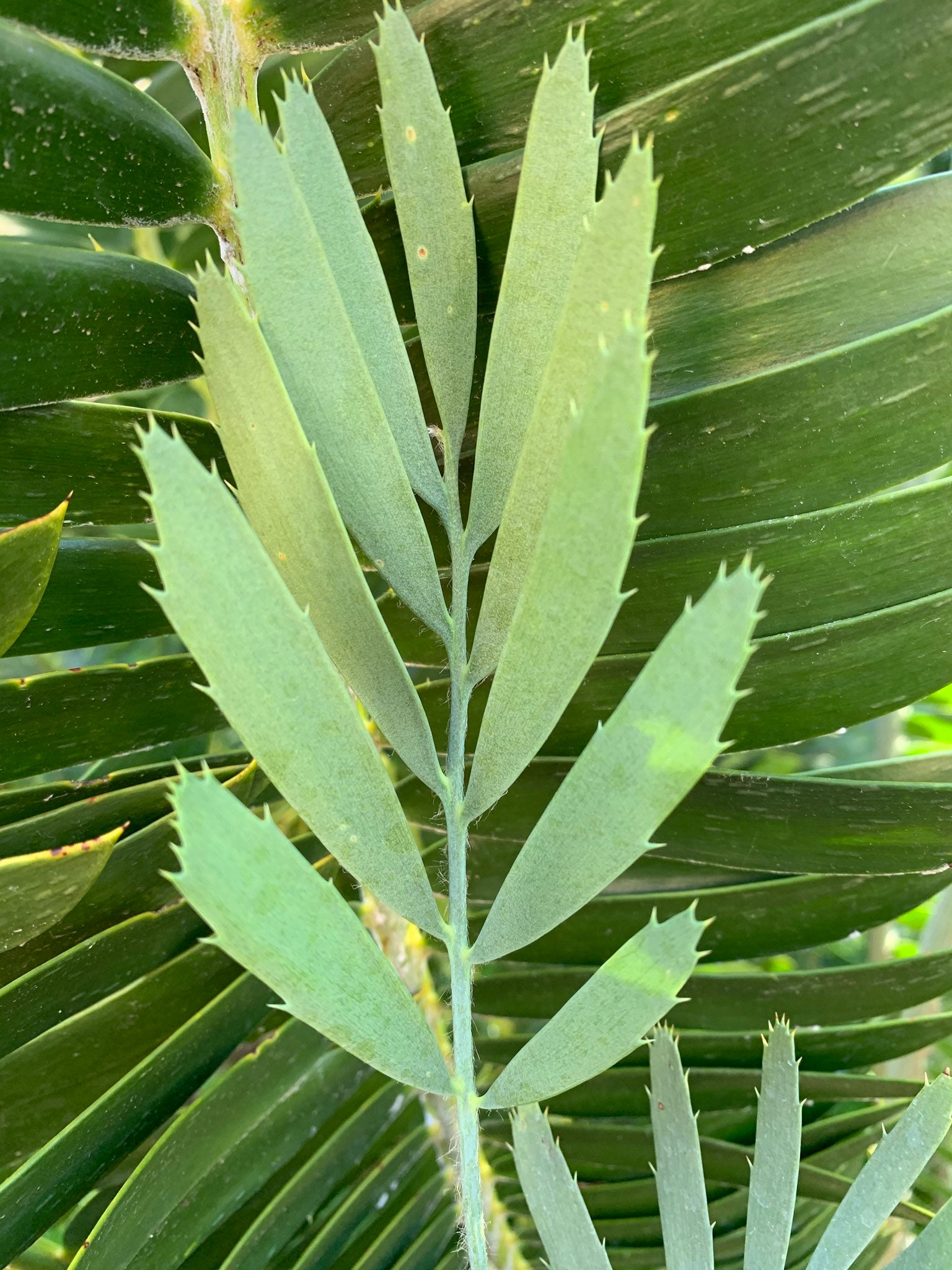 Encephalartos nubimontanus in bandpot with 2 leaves | Etsy