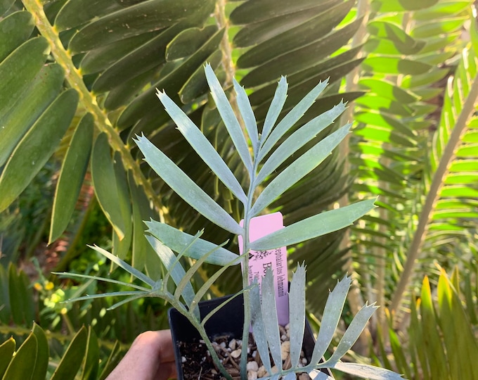 Encephalartos Lehmannii in Bandpot With 3 Leaves RARE BLUE - Etsy