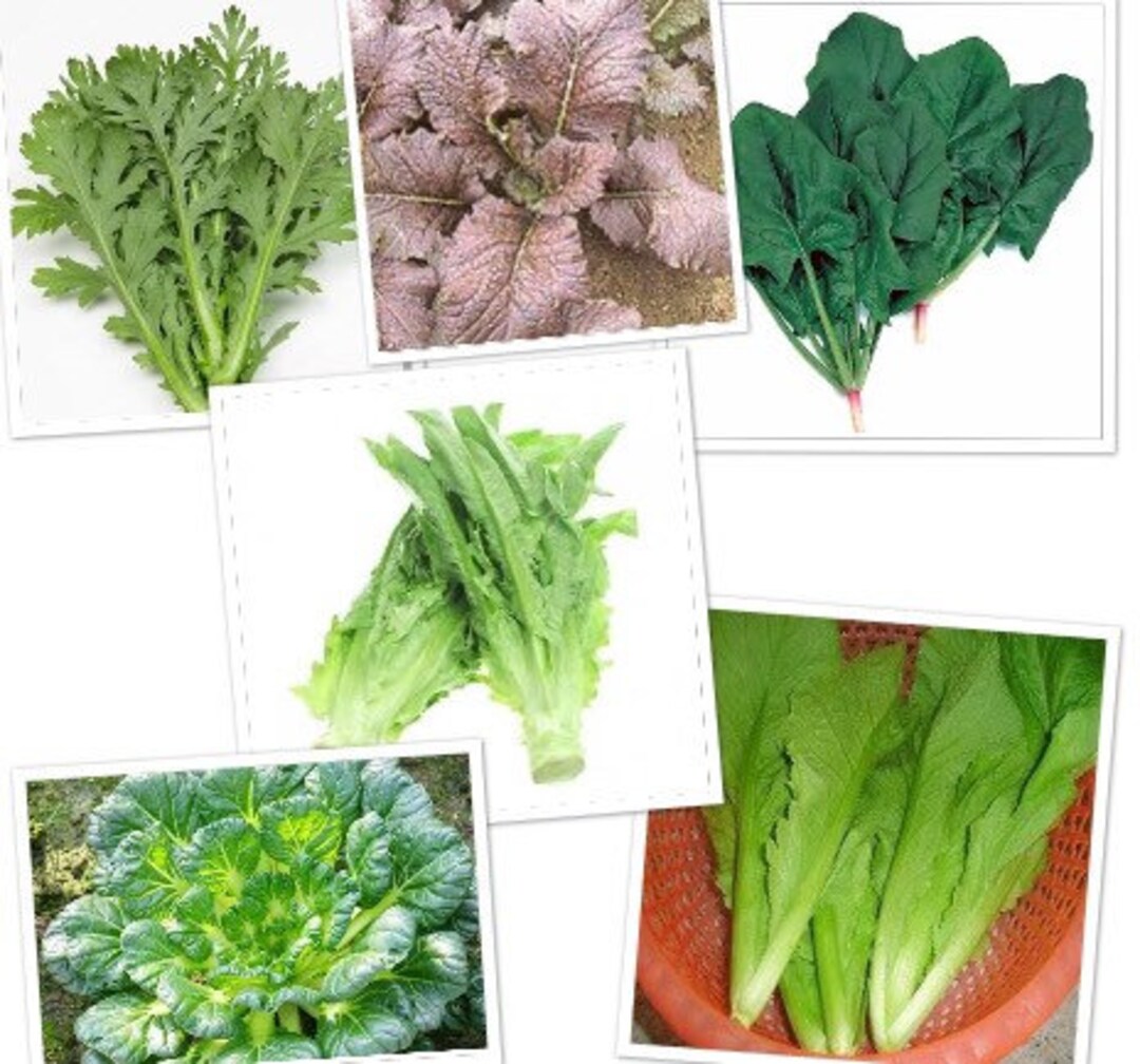 8-gram 3000+ Asian AUTUMN GREENS Seeds Blend Mix: Gai Choi, Shungiku, A ...