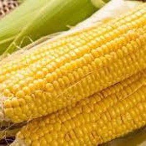 1-OZ 100+ Yellow Waxy Corn Seeds; Sticky Glutinous Corn; Non-gmo ...