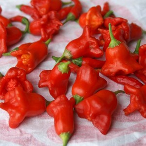 20 Bishop's Crown Cap Hat Hot Pepper Seeds; Brazil Heirloom; Crown Red ...