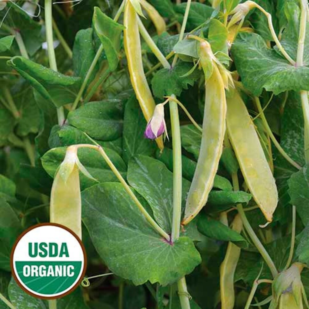 INDIAN Golden Sweet Snow Pea Pods; Certified USDA Organic - Etsy