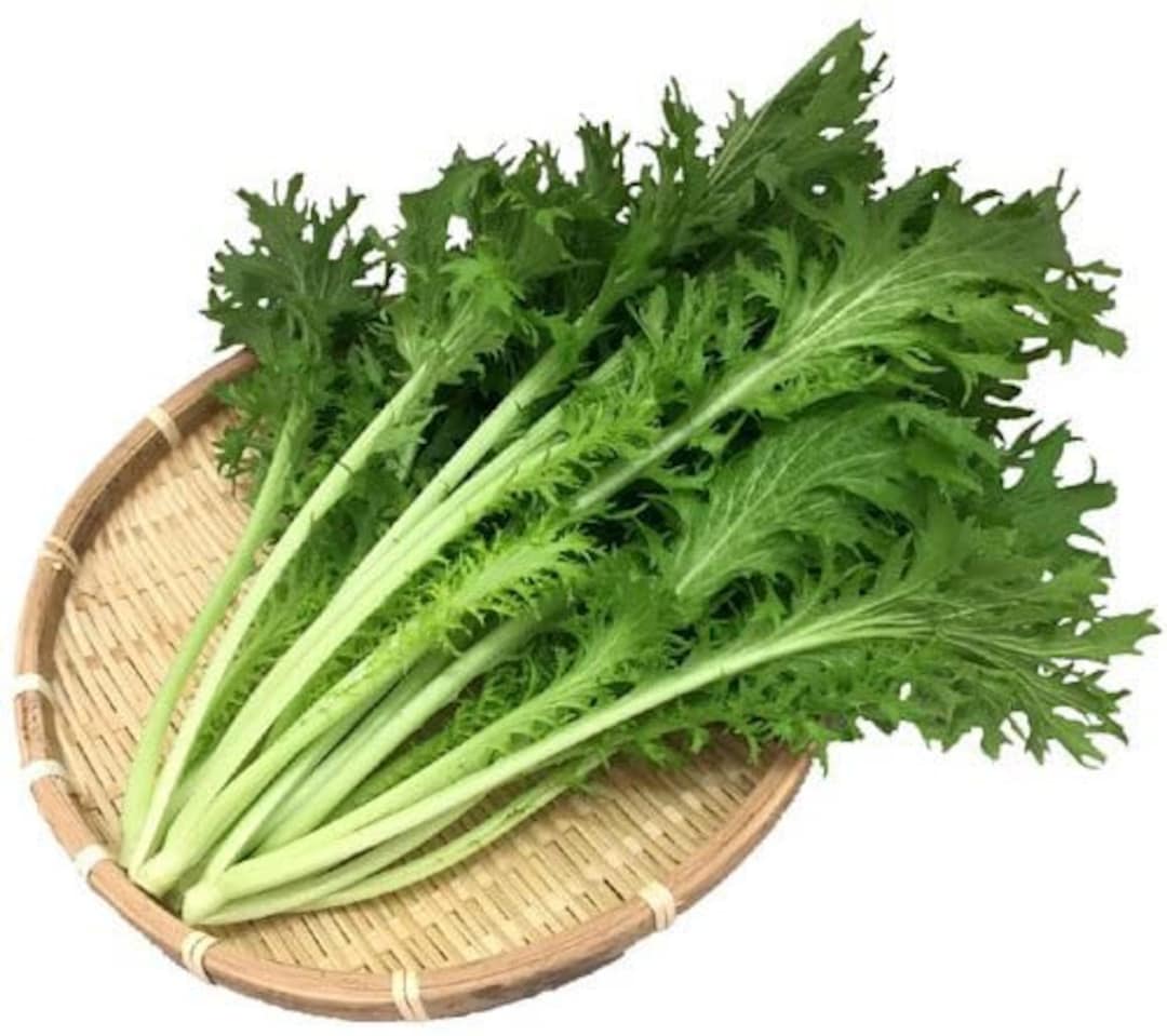 1/8oz 2000 WASABINA Baby Leaf Japanese Mustard Green Seeds; わさび菜 山葵菜 - Etsy