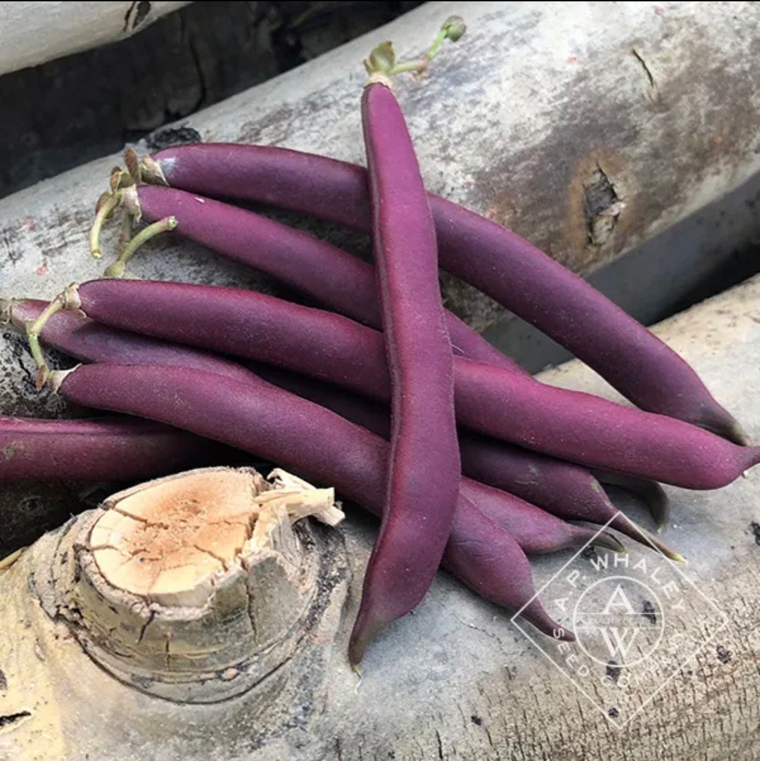 1-OZ ~90 RED SWAN Bush Bean Seeds; New Crop; Rosy Red Romano Pods Turn ...