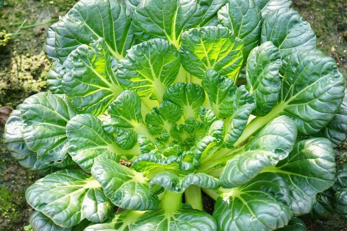 1/4-oz 3000+ TATSOI Greens Seeds; Can Tolerate Hard Frost; 塔菇菜 烏塌菜 ...