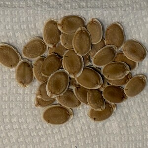 Taiwan #1 Hybrid Smooth Luffa Seeds;台灣一號絲瓜 F1 菜瓜； Meaty Culinary Loofah ...
