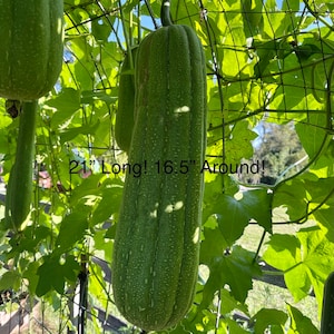 20 Jersey Giant Sponge Gourd Luffa Seeds From M.laszlo of Hunters Run ...