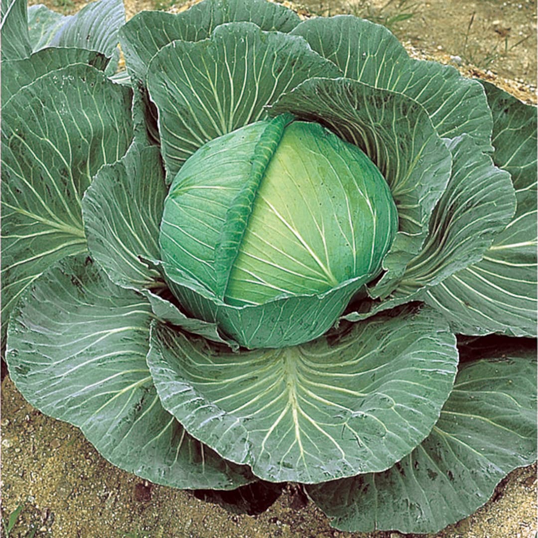 200 O-S CROSS F1 Cabbage Seeds; 12-15 Lb Size; Oriental Super Cross ...