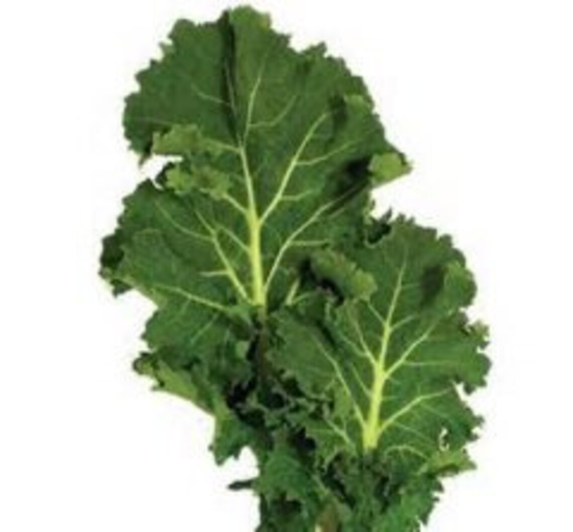 1400 5-gram DWARF SIBERIAN IMPROVED Kale Seeds, Heirloom Non-gmo - Etsy