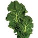 1400 5-gram DWARF SIBERIAN IMPROVED Kale Seeds, Heirloom Non-gmo - Etsy