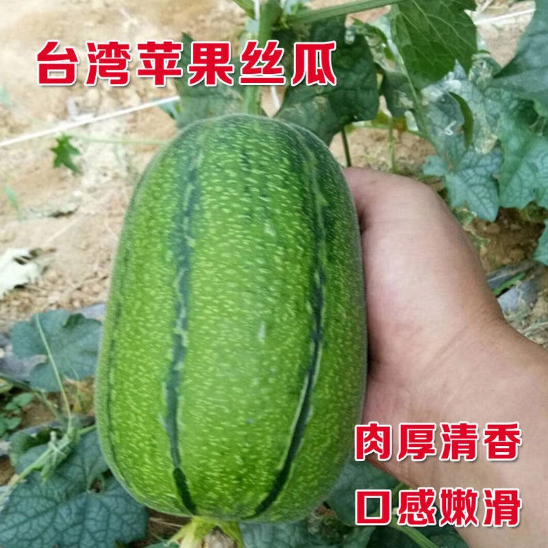 Rare Find 5 APPLE LUFFA F1 Seeds 台灣蘋果絲瓜 / 西瓜絲瓜 Very Sweet - Etsy