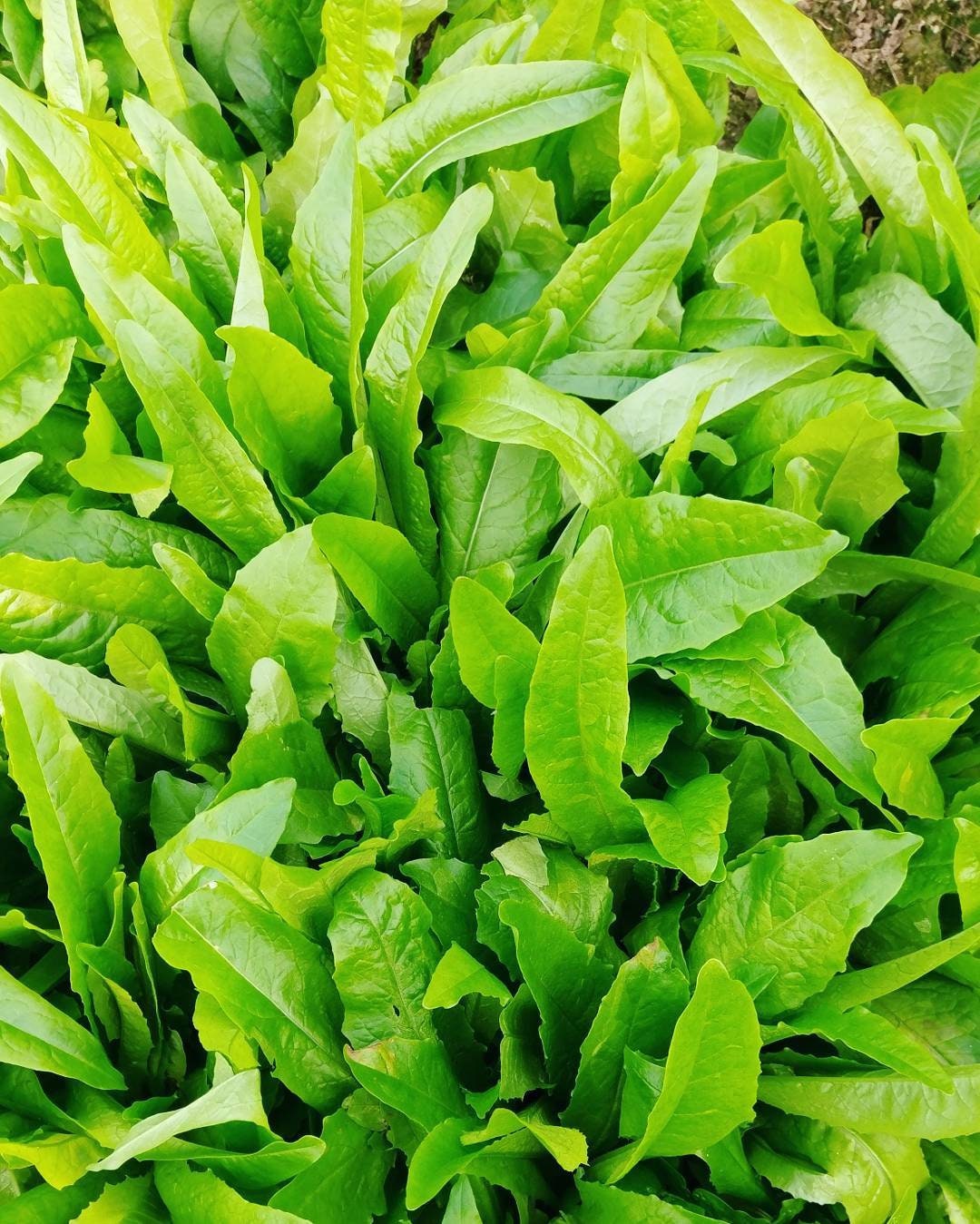 1/4-OZ 5000 A-Choy / AA Cai seeds Taiwanese Sword Leaf | Etsy