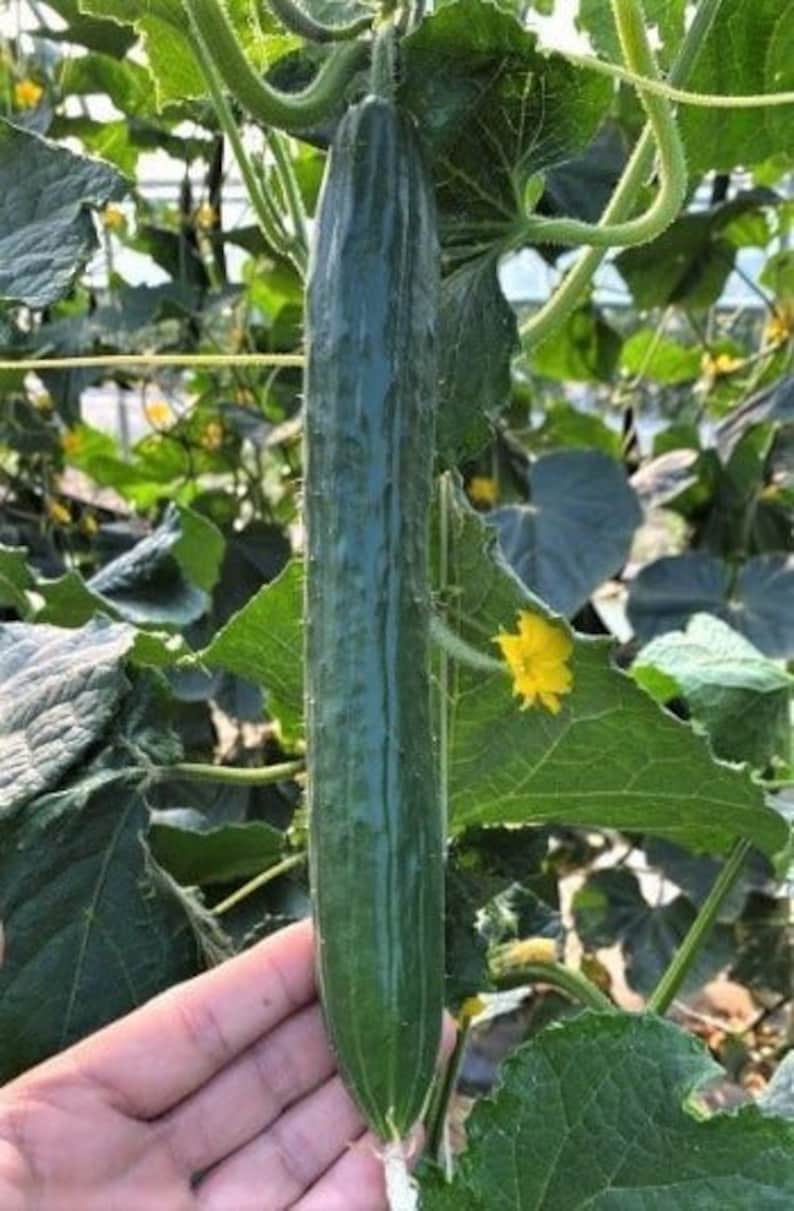 20 Japanese Good Luck F1 Burpless Cucumber Seeds; Heat Tolerant; High ...