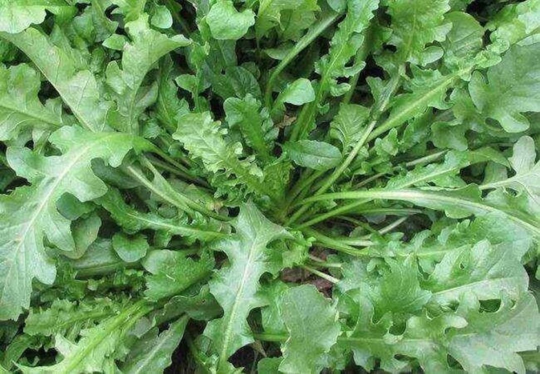 1000 Shepherd’s Purse Seeds; 薺菜 Jicai; Cây Rau Tề; Naengi Namul 냉이나물 - Etsy