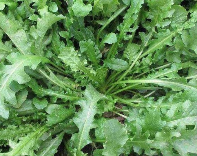 3-gram 750 Organic KALE Seeds TRIO: Lacinato, Red Russian & Siberian - Etsy