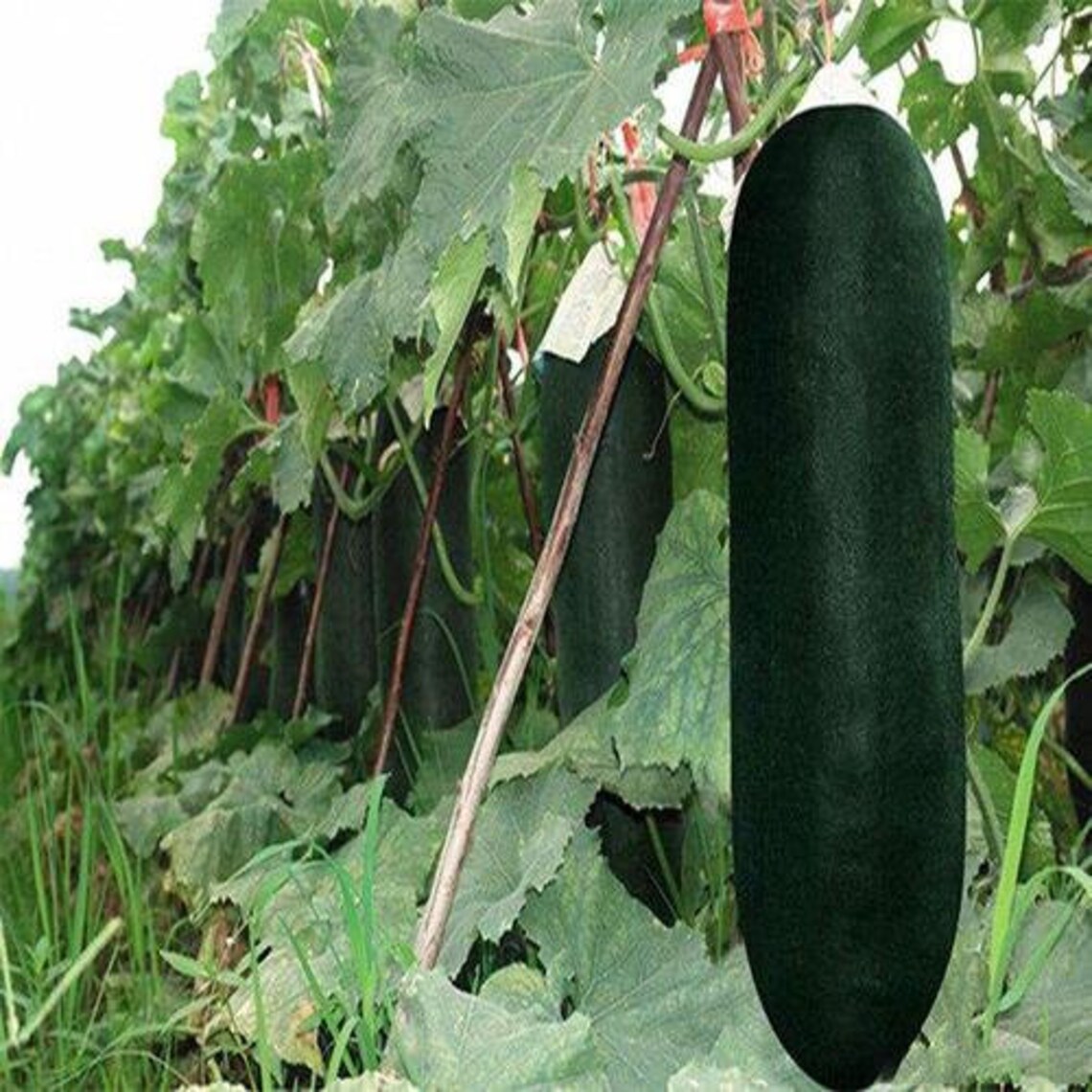20 BLACK GIANT Oblong Wax Gourd Seeds Black Torpedo Winter - Etsy