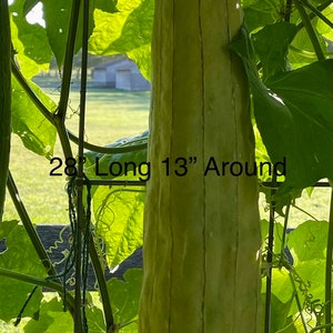 20 Jersey Giant Sponge Gourd Luffa Seeds From M.laszlo of Hunters Run ...