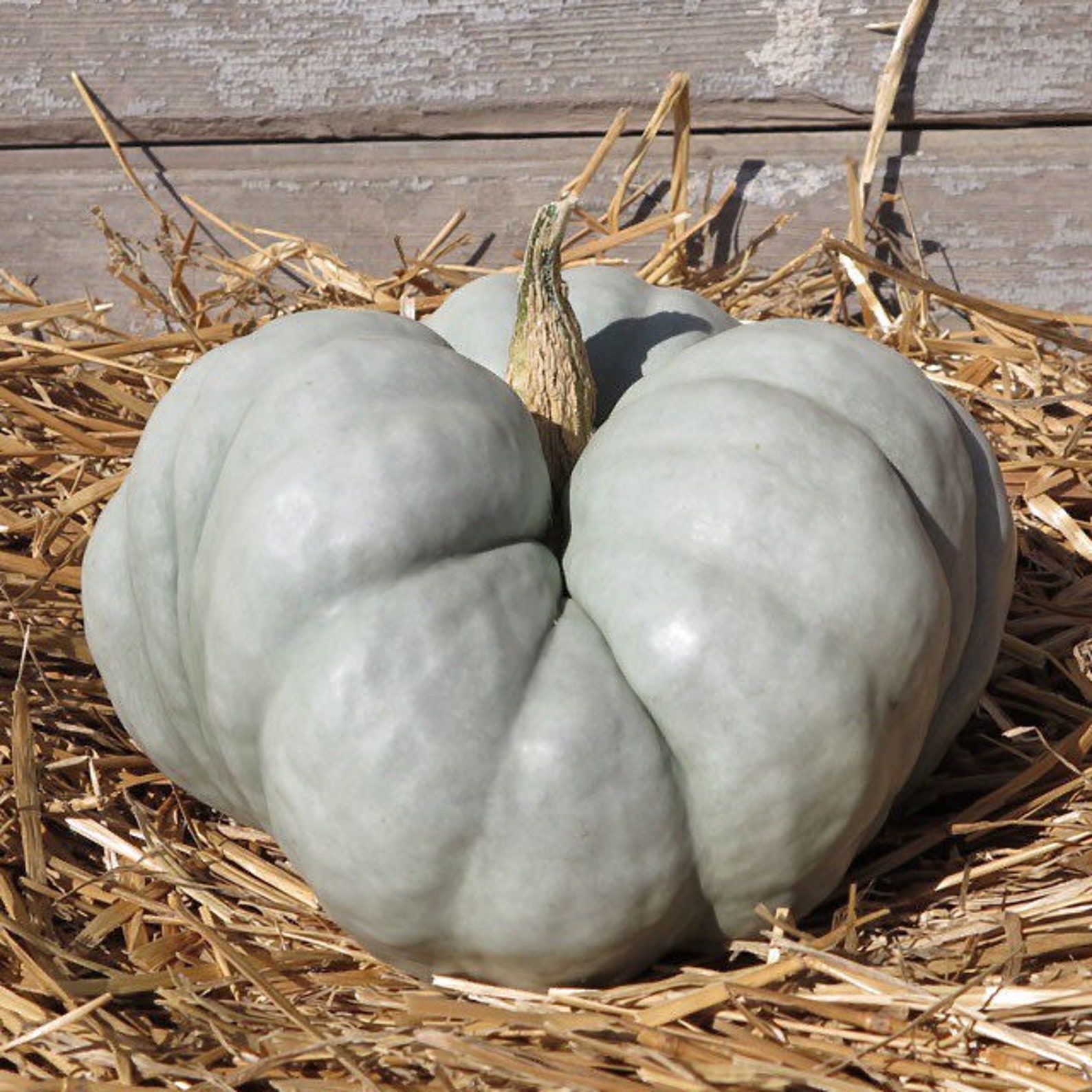 15 TRIAMBLE PUMPKIN Seeds, Aussie Shamrock Squash, Tri-star; Gorgeous ...