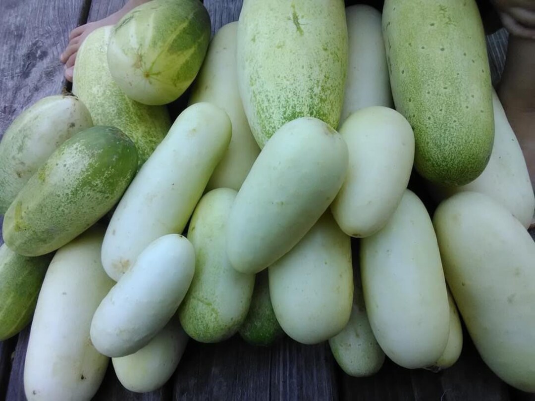 20 Organic Dib Hmoob Hmong Cucumber Seeds Autumn 2022 Crop - Etsy Australia