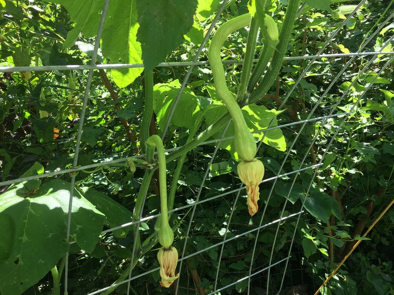 15 TROMBONCINO RAMPICANTE Seeds; Italian Climbing Zucchini; Snake ...