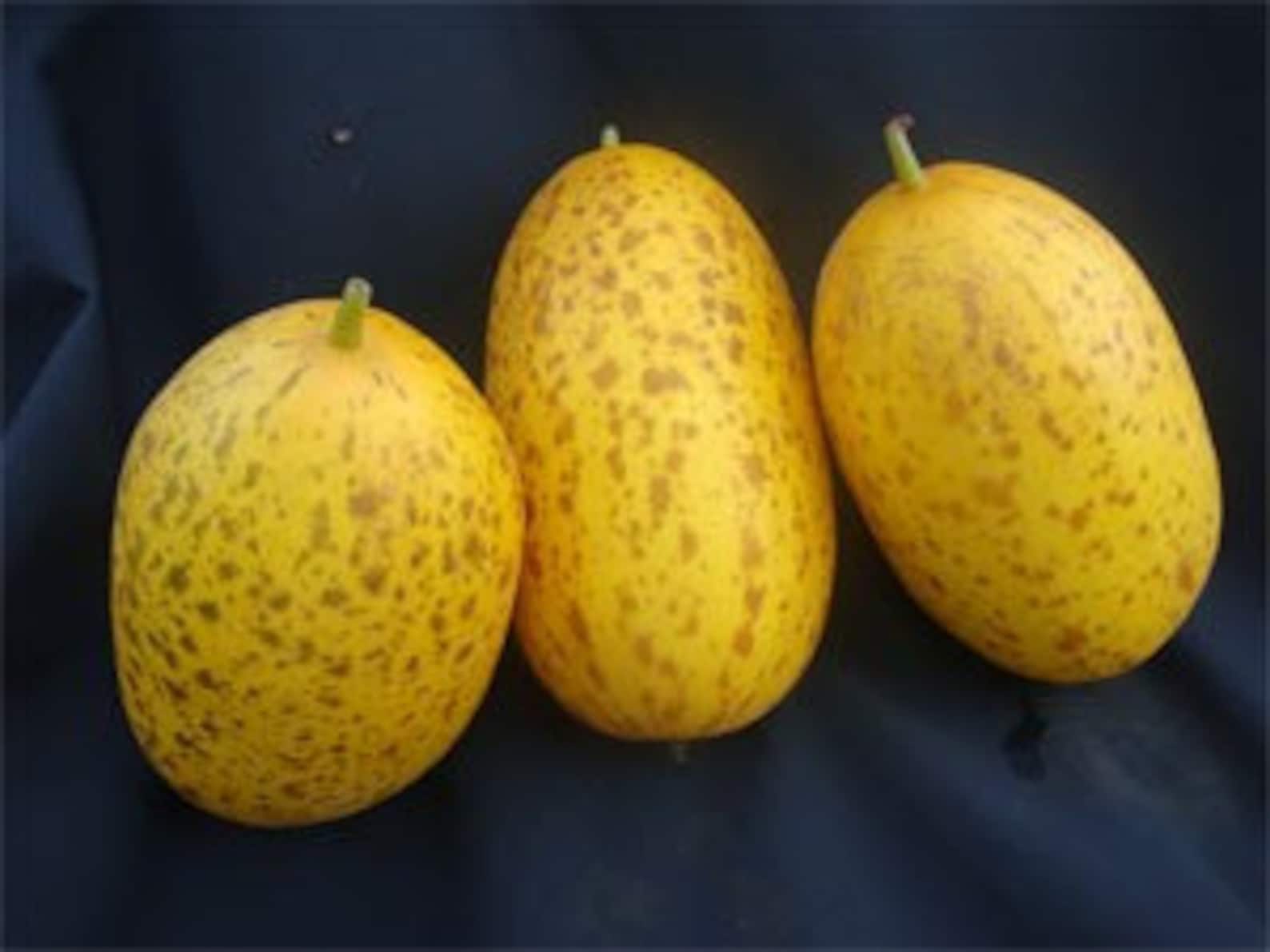 40 Sambar Cucumber Seeds - Ancient Indian Heirloom Variety, Treated ...