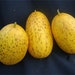 Sambar Cucumber Seeds - Ancient Indian Heirloom Variety, Treated Seeds ...