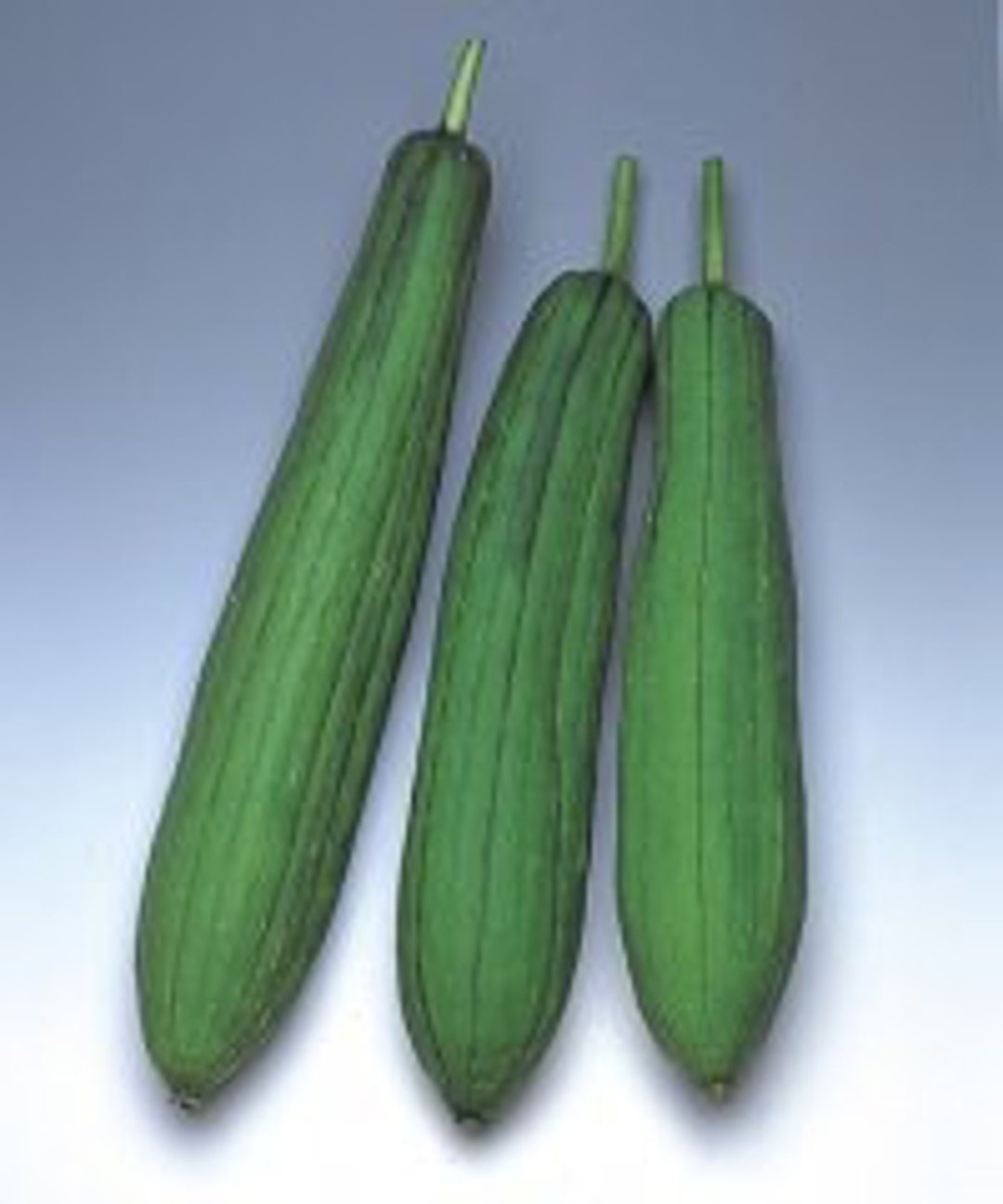 Short Smooth Luffa Seeds; Culinary Sponge Gourd; 短型絲瓜 菜瓜; Muop Huong ...