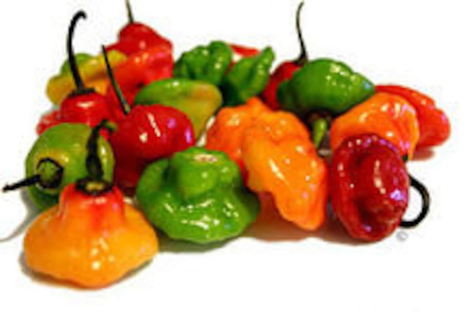 50 Aji Dulce Puerto Rico Rainbow Pepper Seeds; Ajicito, Ajíes, Ají ...
