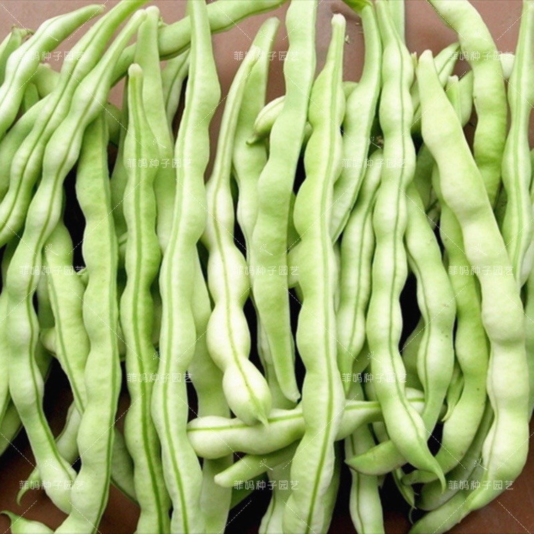 30 BAI BU LAO Romano Pole Bean Seeds; Baibulao; Whitish Flat Beans With ...