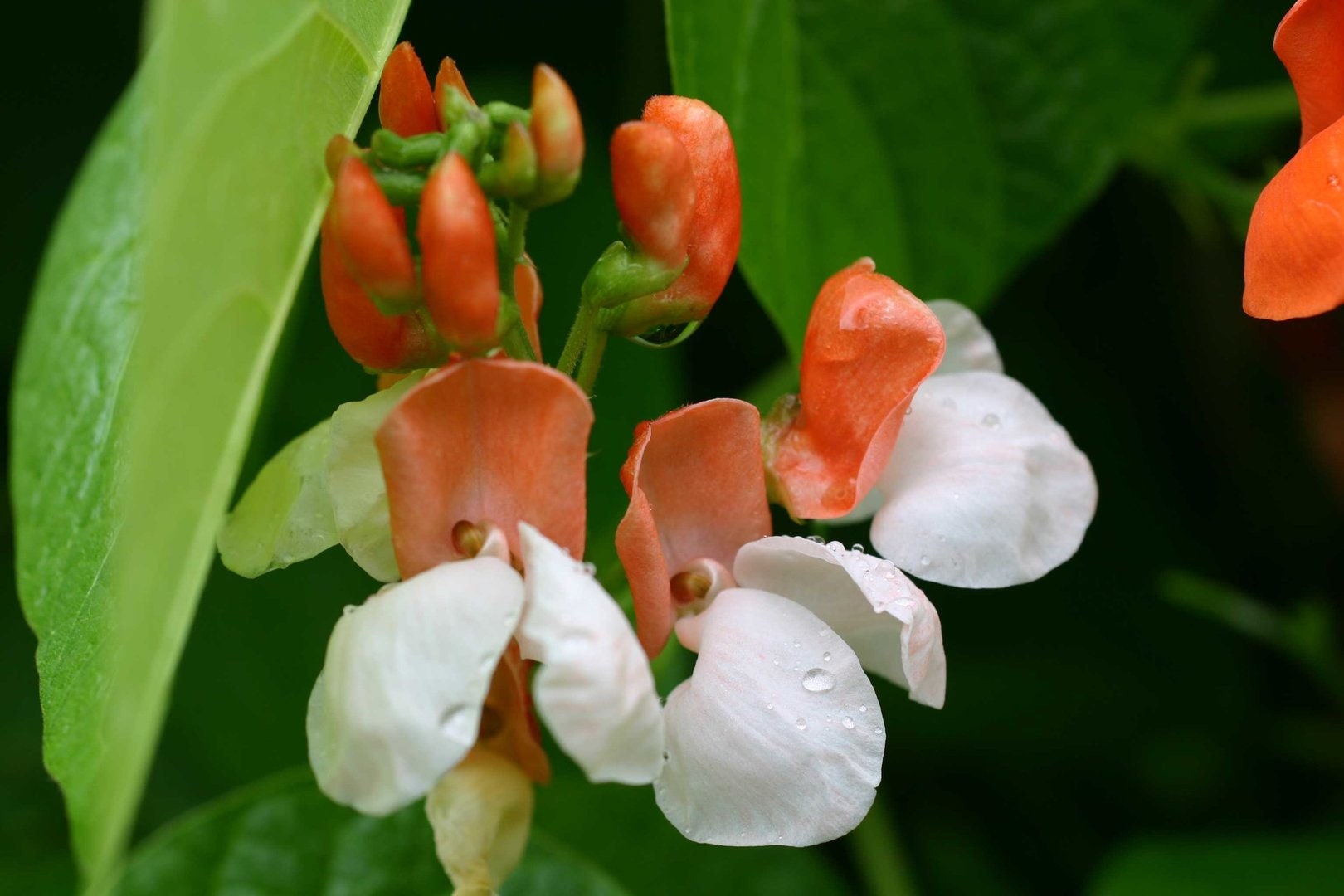 12 PAINTED LADY Runner Bean Seeds; Bi-color Flowers; Ornamental; Edible ...