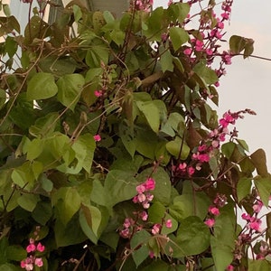 20 RUBY MOON Hyacinth Bean Seeds; Bataw Lablab; Beautiful Foliage ...