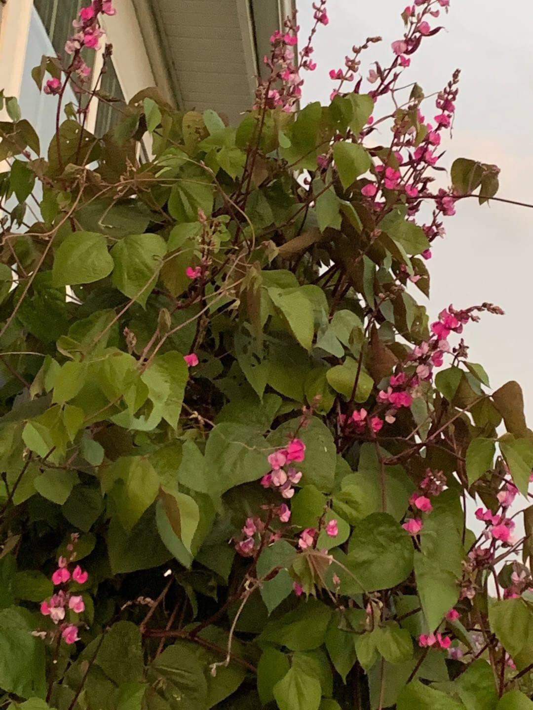 20 RUBY MOON Hyacinth Bean Seeds; Bataw Lablab; Beautiful Foliage ...