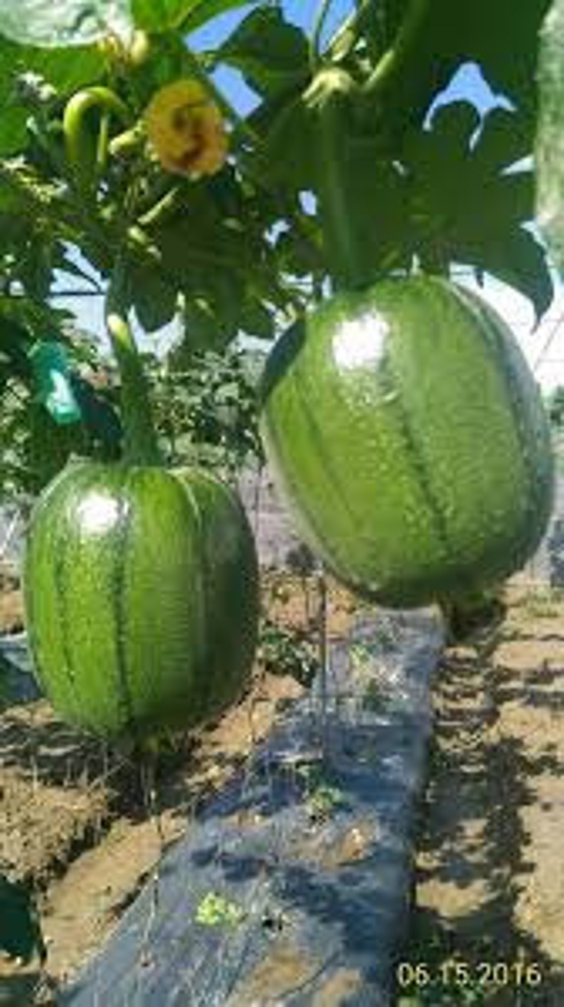 Rare Find 5 APPLE LUFFA F1 Seeds 台灣蘋果絲瓜 / 西瓜絲瓜 Very Sweet - Etsy