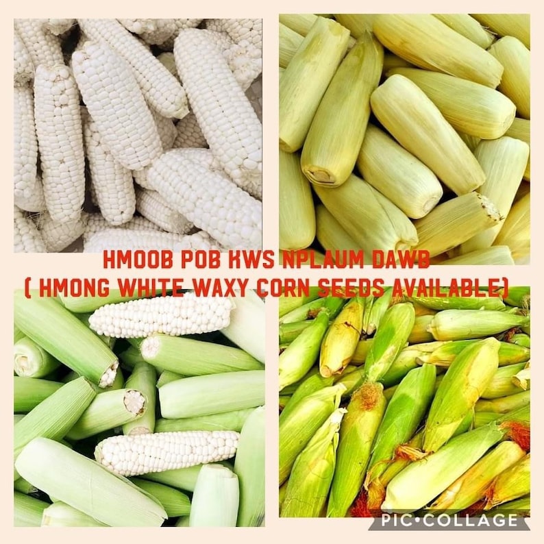 25 Organic Hmong Waxy Corn Seeds - WHITE Sticky Corn - Pob Kws Nplaum ...