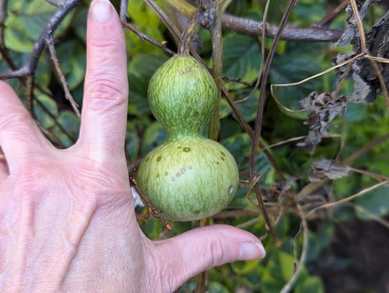 15 Tiny Miniature Bottle Gourd Seeds; 2-3” Tall; Feng Shui Hulu ...