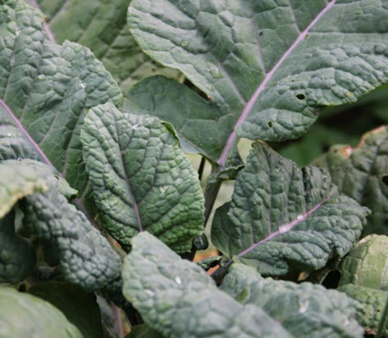 1/8-OZ 650 ETHIOPIAN MUSTARD Seeds African Kale Abyssinian - Etsy