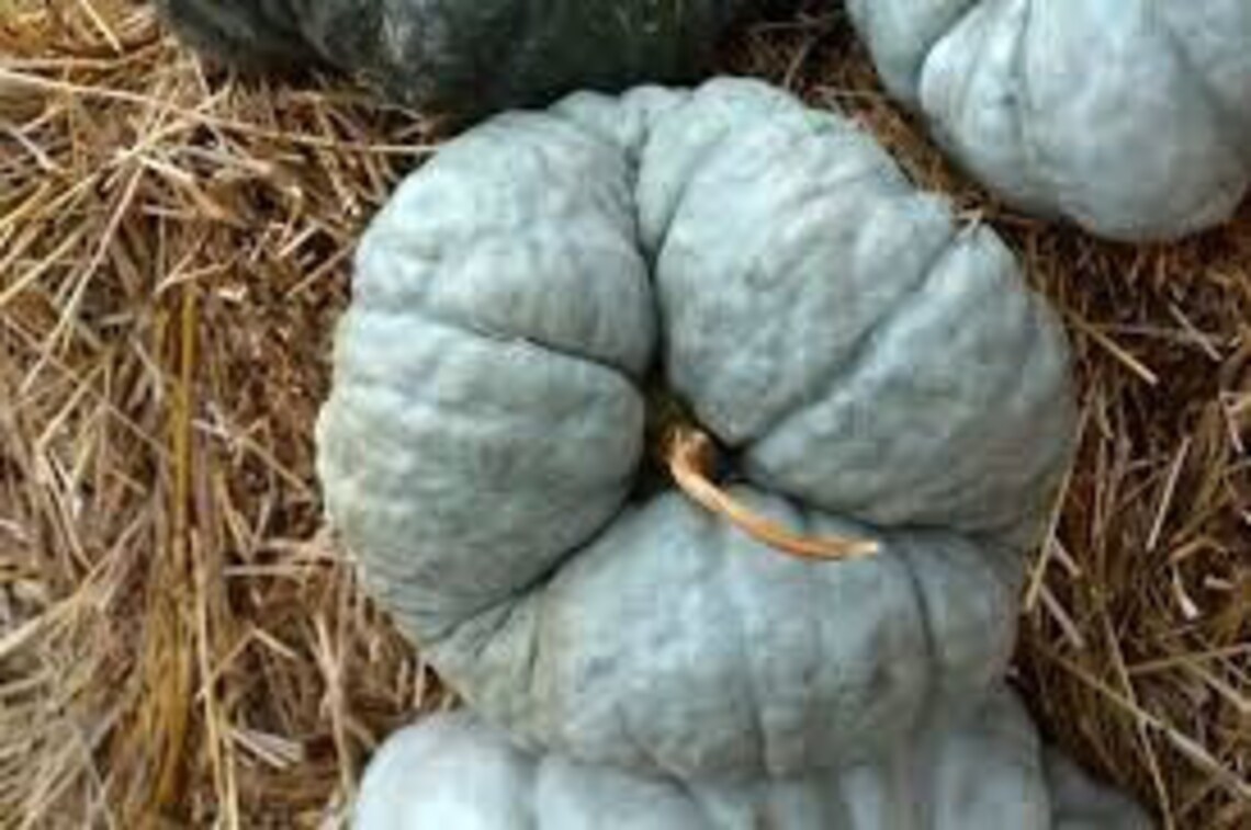15 TRIAMBLE PUMPKIN Seeds, Aussie Shamrock Squash, Tri-star; Gorgeous ...