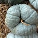 15 TRIAMBLE PUMPKIN Seeds, Aussie Shamrock Squash, Tri-star; Gorgeous ...