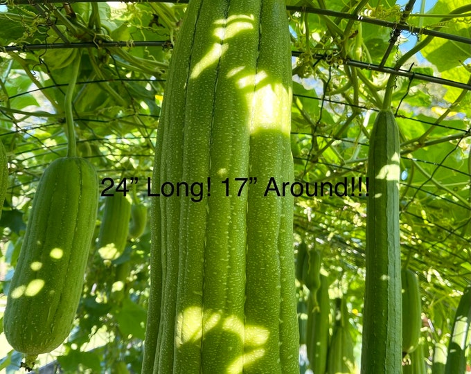 20 Jersey Giant Sponge Gourd Luffa Seeds From M.laszlo of Hunters Run ...
