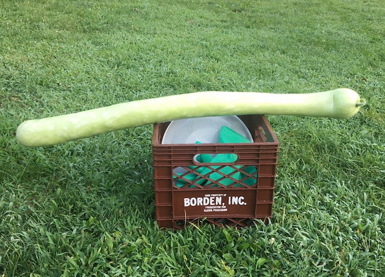 15 CUCUZZI CUCUZZA GAGOOTZA Summer Squash Seeds; Serpente Di Sicilia ...