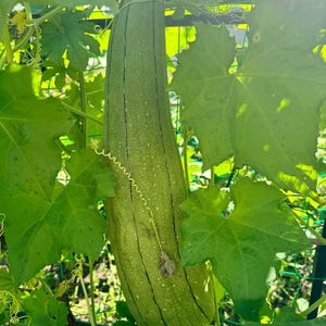 15 Organic Indian Smooth Luffa Seeds; Heirloom Meaty Culinary Loofah - Etsy
