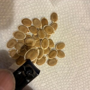 Taiwan #1 Hybrid Smooth Luffa Seeds;台灣一號絲瓜 F1 菜瓜； Meaty Culinary Loofah ...