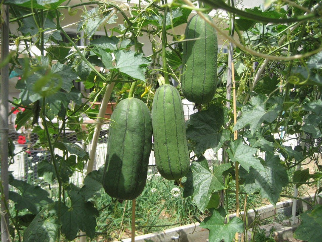 15 Tainong Taiwan Smooth Luffa Seeds; Heirloom Meaty Culinary Loofah ...
