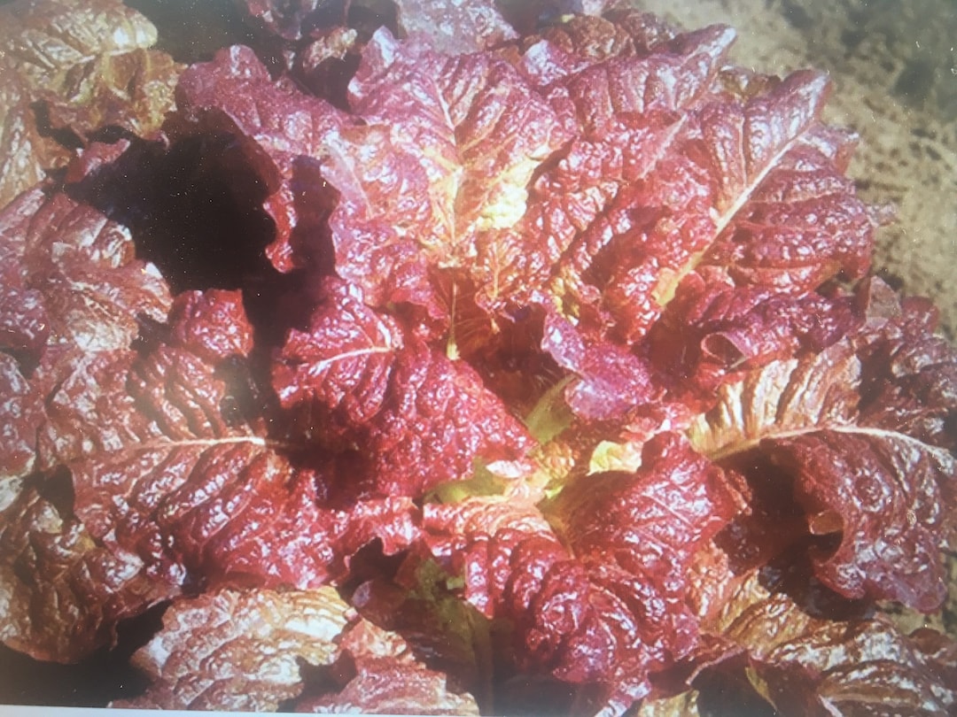 2000+ Outredgeous Romaine Lettuce Seeds; USDA Organic; Grown at ...