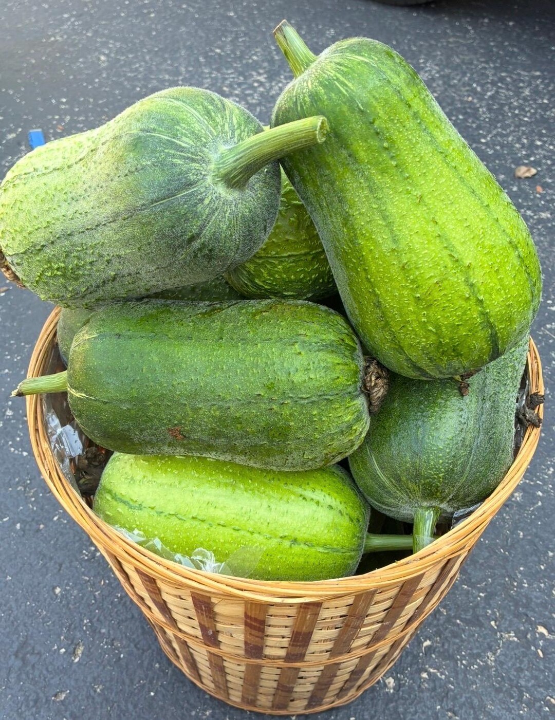 Mướp My Nhan Taiwan APPLE LUFFA F1 Seeds; High Yield; 台灣蘋果絲瓜; Very ...