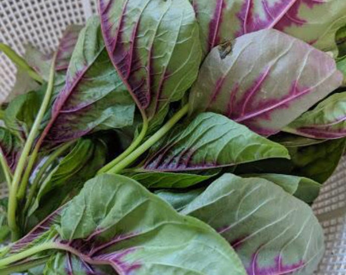 Red Stripe Leaf Amaranth Seeds 紅莧菜 Rau Den Red Callaloo / Chinese ...
