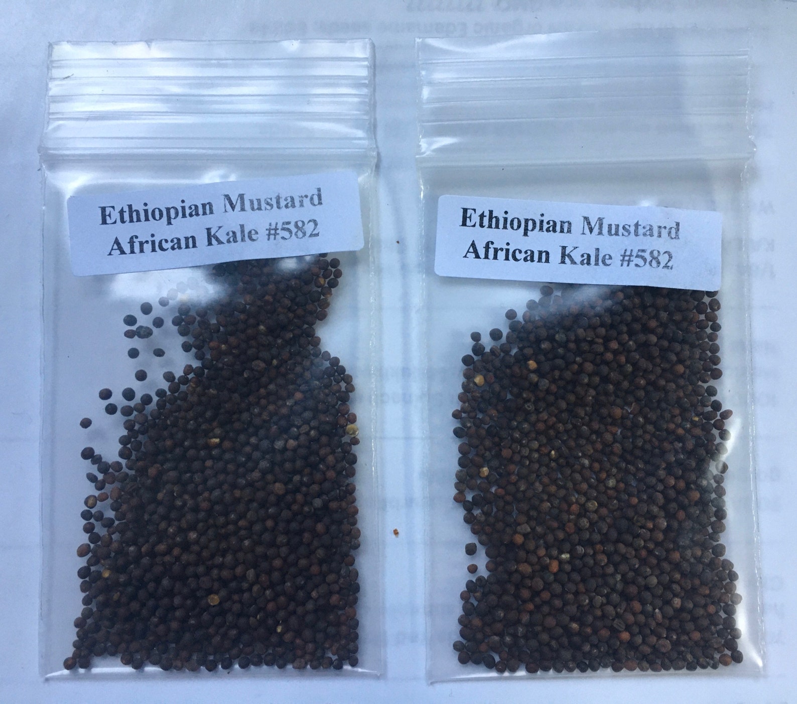 1/8-OZ 650 ETHIOPIAN MUSTARD Seeds; African Kale; Abyssinian Mustard ...