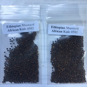 1/8-OZ 650 ETHIOPIAN MUSTARD Seeds; African Kale; Abyssinian Mustard ...